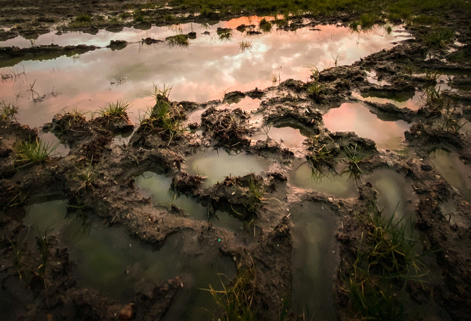 Exeter Blog How nature-based solutions can save our water
